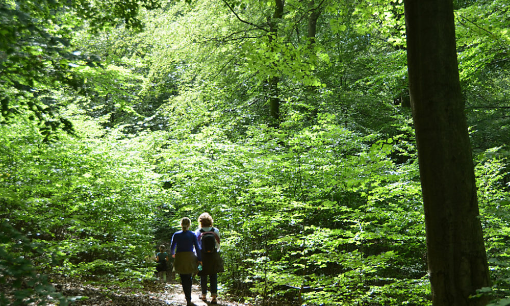 Une meilleure protection pour le Bois de Chênes à Genolier | LFM la radio