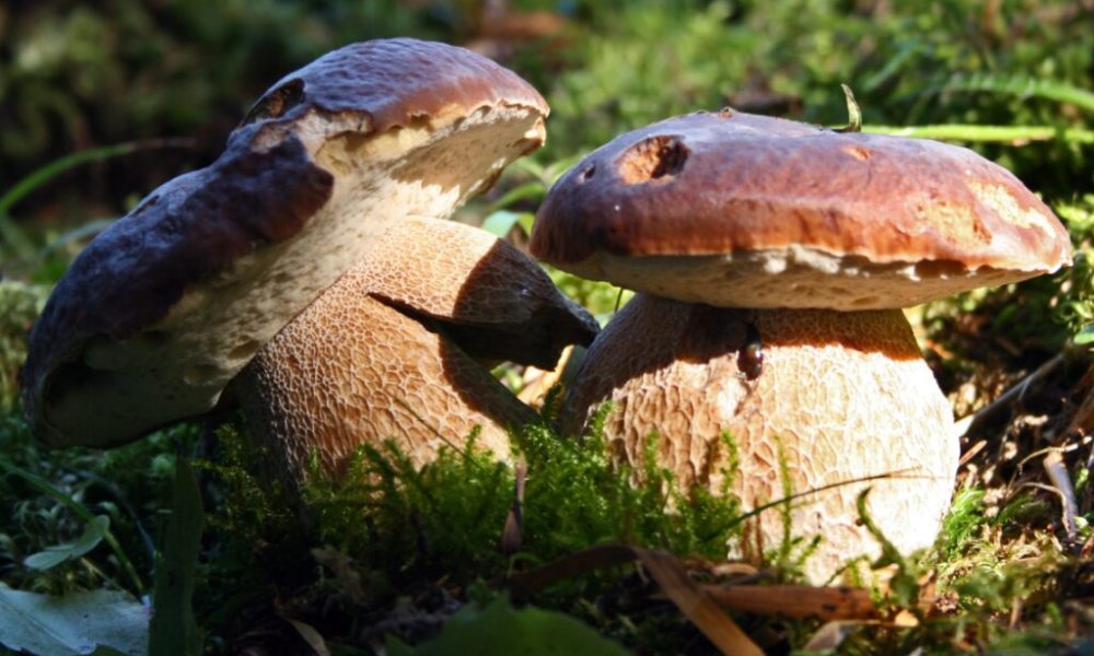 Le temps humide fait pousser les champignons en nombre | LFM la radio