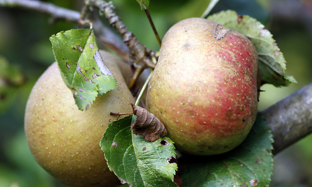 La récolte de pommes s'annonce bonne en Suisse | LFM la radio