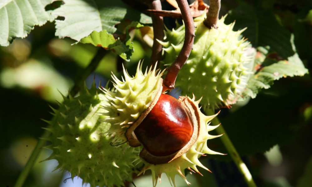 Le châtaignier, une essence qui fait face à un avenir difficile | LFM ...