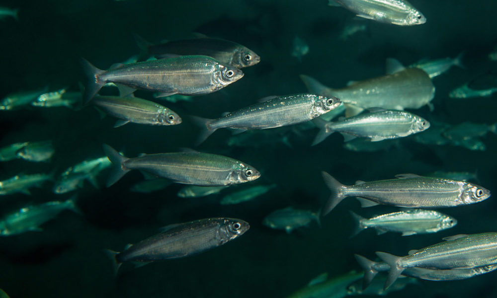 Le corégone désigné poisson de l'année 2022 | LFM la radio