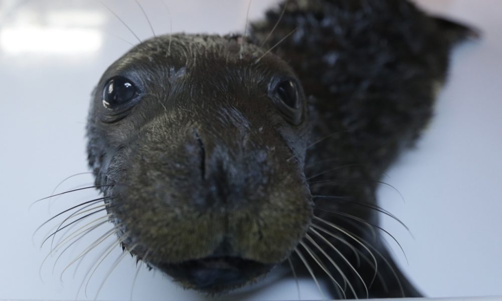 Une campagne pour défendre le phoque moine de Méditerranée | LFM la radio