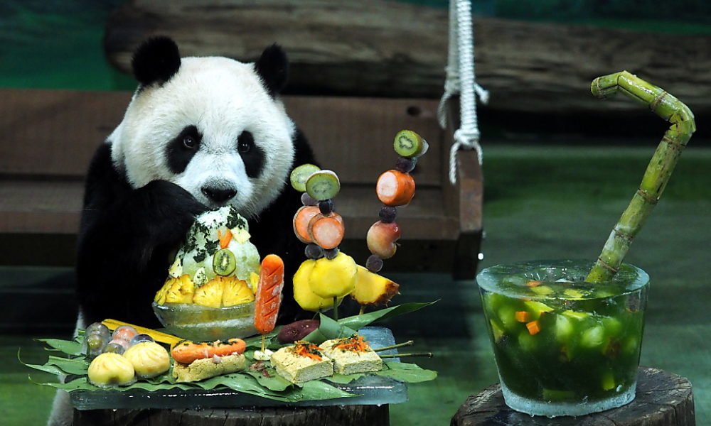 Mort du panda Tuan Tuan offert par la Chine à Taïwan | LFM la radio