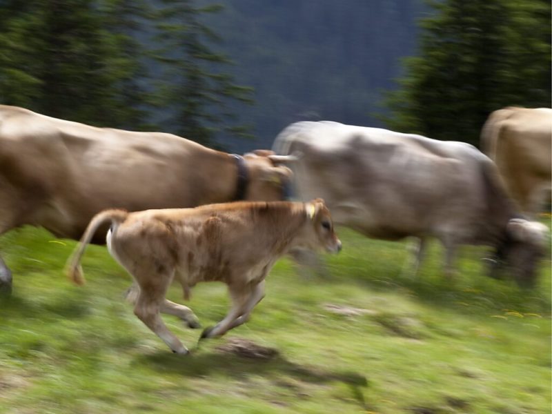 La rocambolesque fugue d'un troupeau de vaches amuse le Québec | LFM la ...