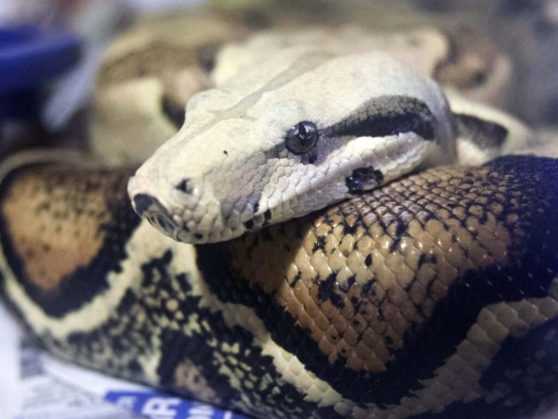 Découverte d'une nouvelle espèce de boa nain en Amazonie | LFM la radio