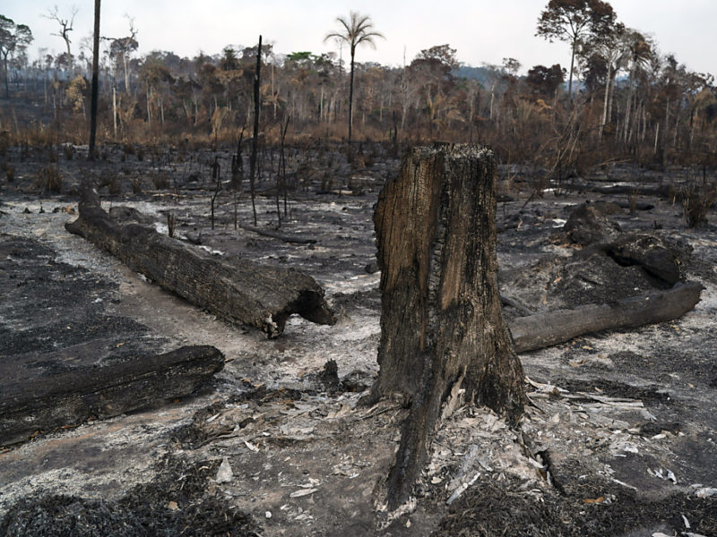 Nouveau record de déforestation en Amazonie | LFM la radio