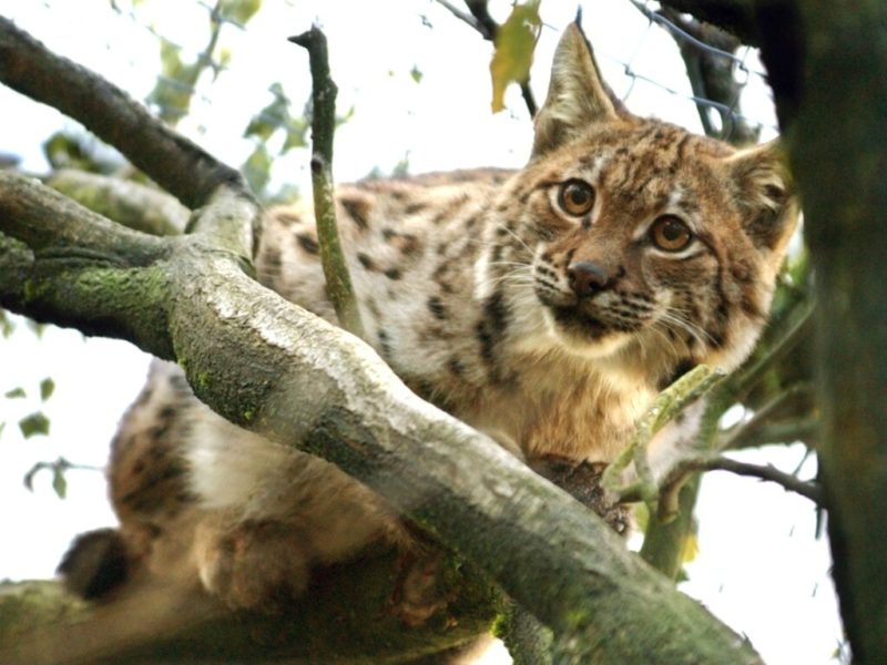 La consanguinité menace la survie du lynx en France | LFM la radio