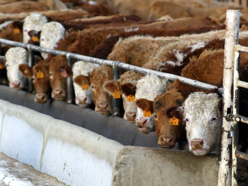 Un cas de maladie de vache folle "atypique" détecté aux Etats-Unis ...