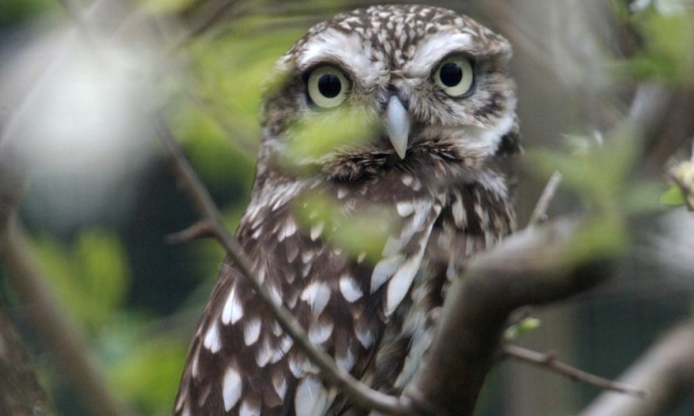 Des chouettes chevêches nichent au nord-ouest de la Suisse | LFM la radio