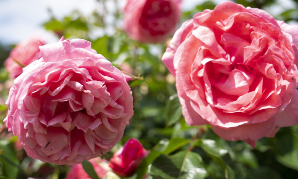 Competition: 89 varieties of roses rated at Neon