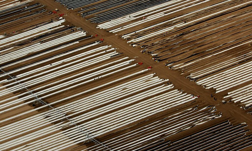 Parlement européen: feu vert à la restauration des écosystèmes | LFM la radio