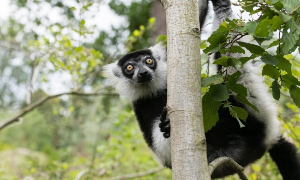 Un lémurien s'échappe du zoo de Bâle | LFM la radio