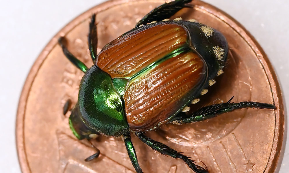 Le scarabée japonais repéré dans le Haut-Valais | LFM la radio