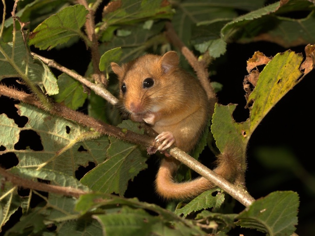 100e espèce de mammifère sauvage de Suisse, le muscardin occidental ...