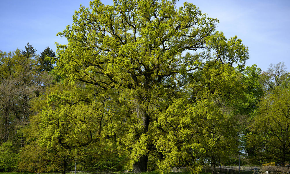 Six Suisses sur dix disent bien se porter ou très bien se porter | LFM ...