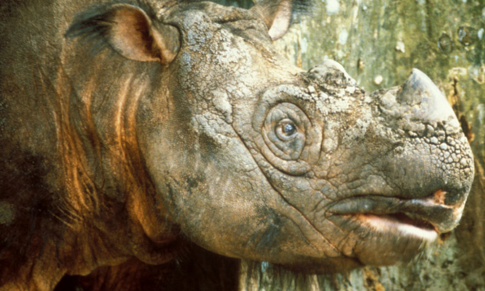 Indonésie: naissance d'un rhinocéros de Sumatra, espèce menacée d ...