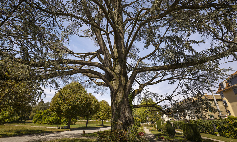 Abattage d'arbres: la nouvelle loi vaudoise est jugée trop stricte ...