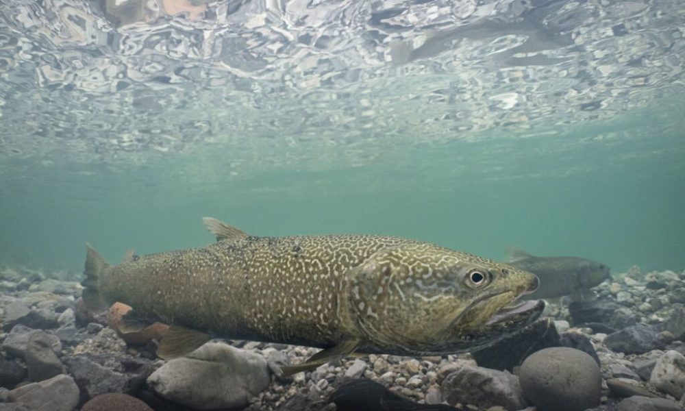 La truite marmorata, espèce menacée, élue poisson de l'année 2024 | LFM ...