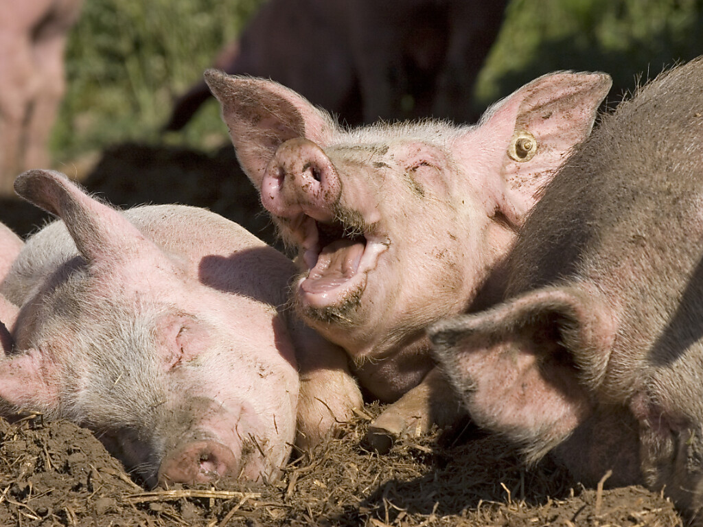 Réduire le gaspillage alimentaire en nourrissant les porcs | LFM la radio