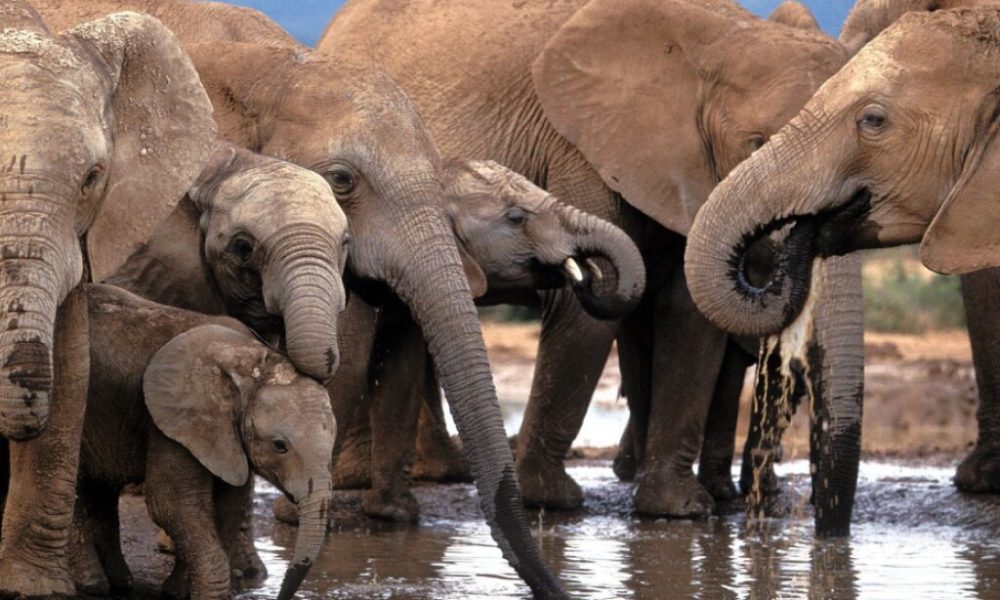 Le Botswana menace d'envoyer 20'000 éléphants à l'Allemagne | LFM la radio