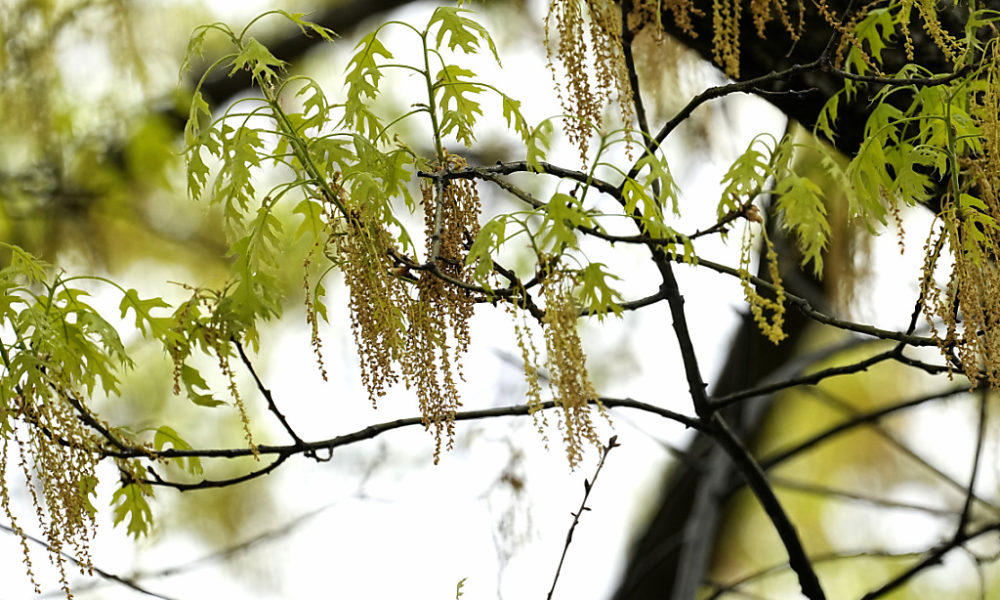 Le pollen révélé par la présence de médicaments dans les eaux usées ...