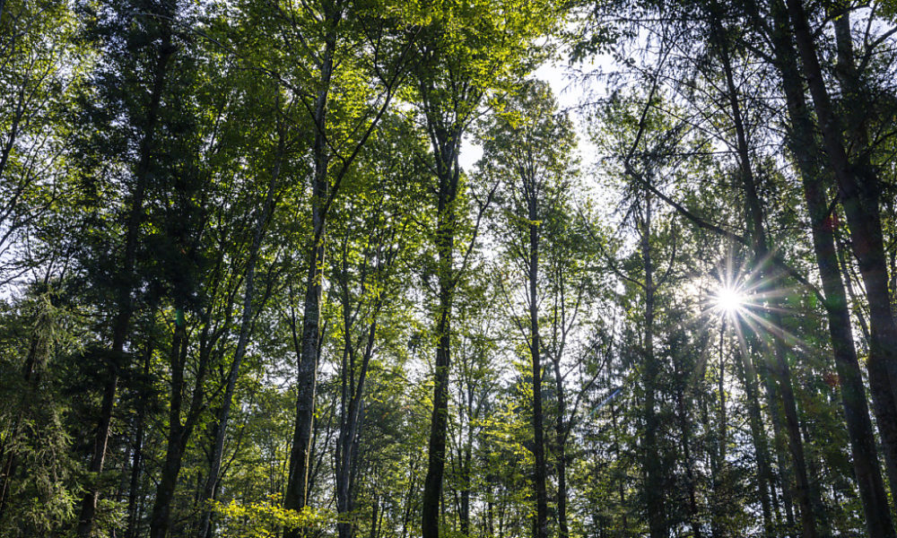La photosynthèse des arbres inefficace à partir de 30 degrés | LFM la radio