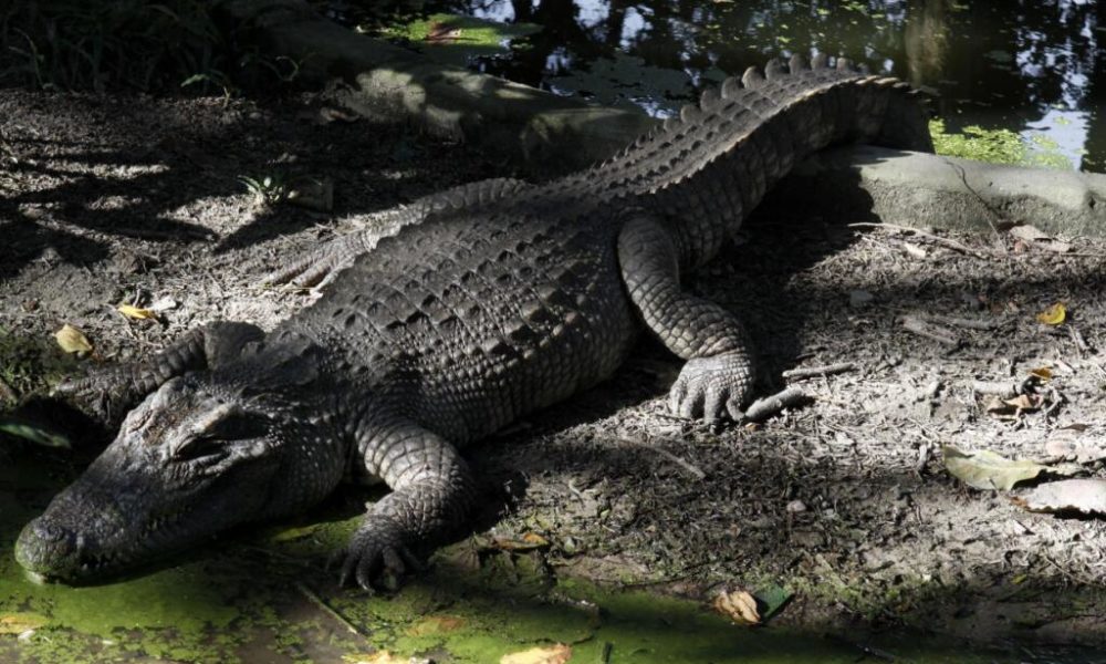 Rare naissance au Cambodge de 60 crocodiles en voie d'extinction | LFM ...