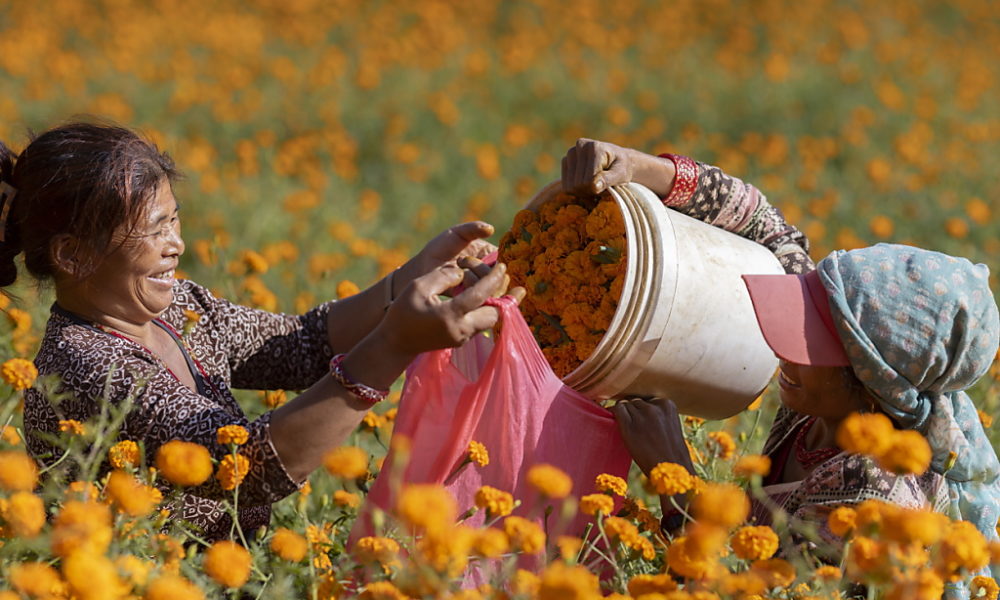 La production de fleurs explose dans un village népalais | LFM la radio