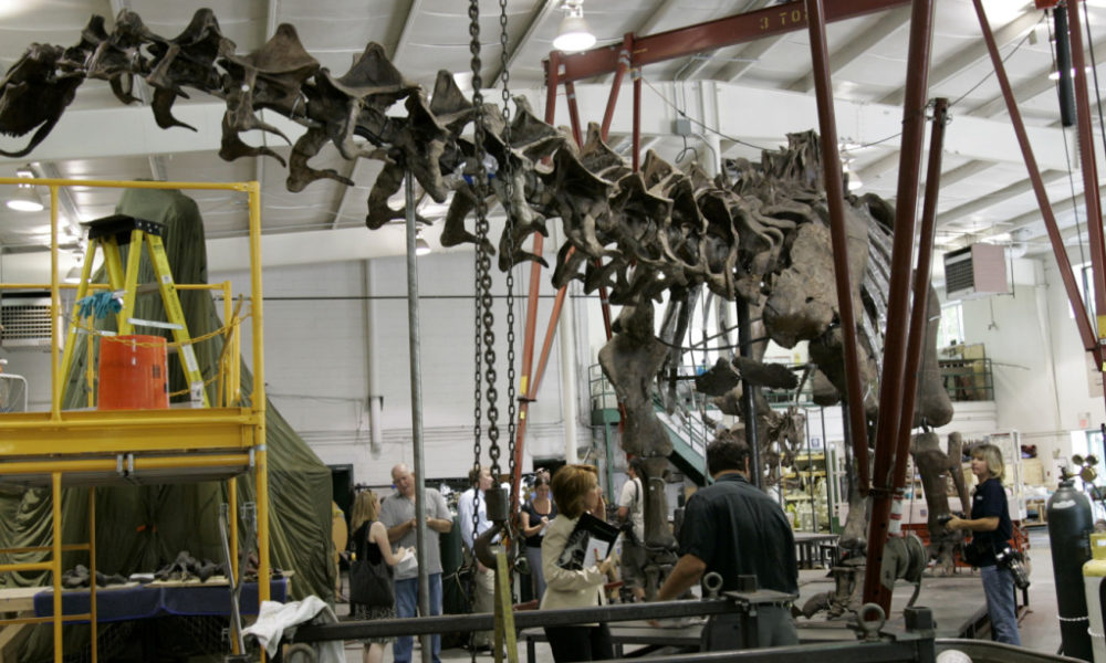 Squelette géant de dinosaure vendu 4,7 millions d'euros en France | LFM ...