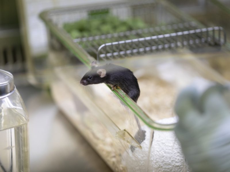 L'IA pour mieux détecter la douleur chez les souris de laboratoire ...