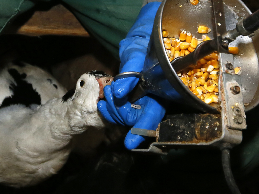 Foie gras: le Parlement favorable à des restrictions | LFM la radio