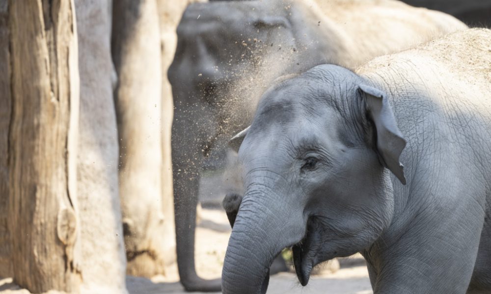 Zoo de Zurich: éléphanteau euthanasié un jour après sa naissance | LFM ...