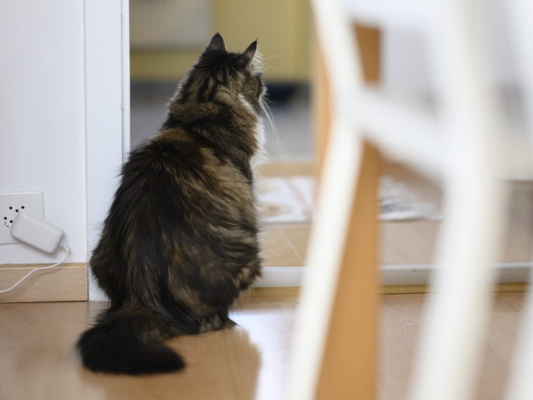 Un chat grièvement blessé définitivement retiré à son propriétaire ...
